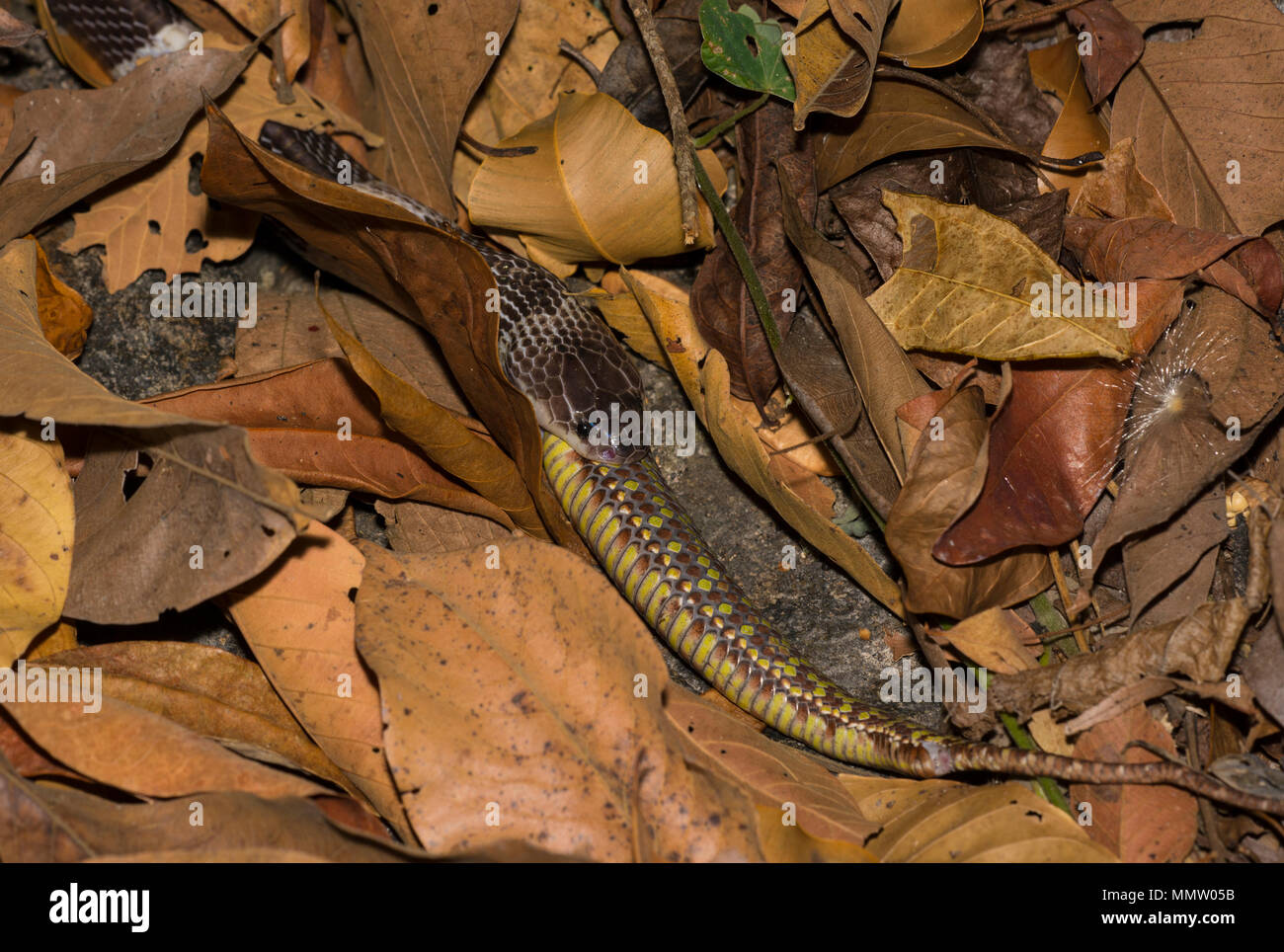 Bleu ou Malayan Krait (Bungarus candidus) manger un Brown Spotted Pit ...