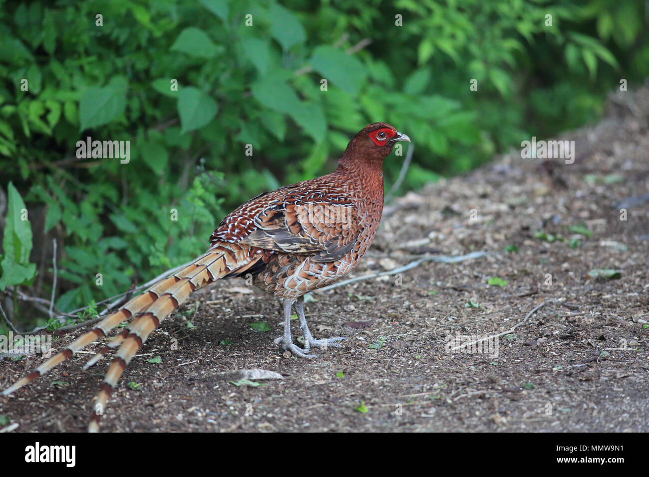 Faisan commun mâle Banque d'image et photos - Alamy