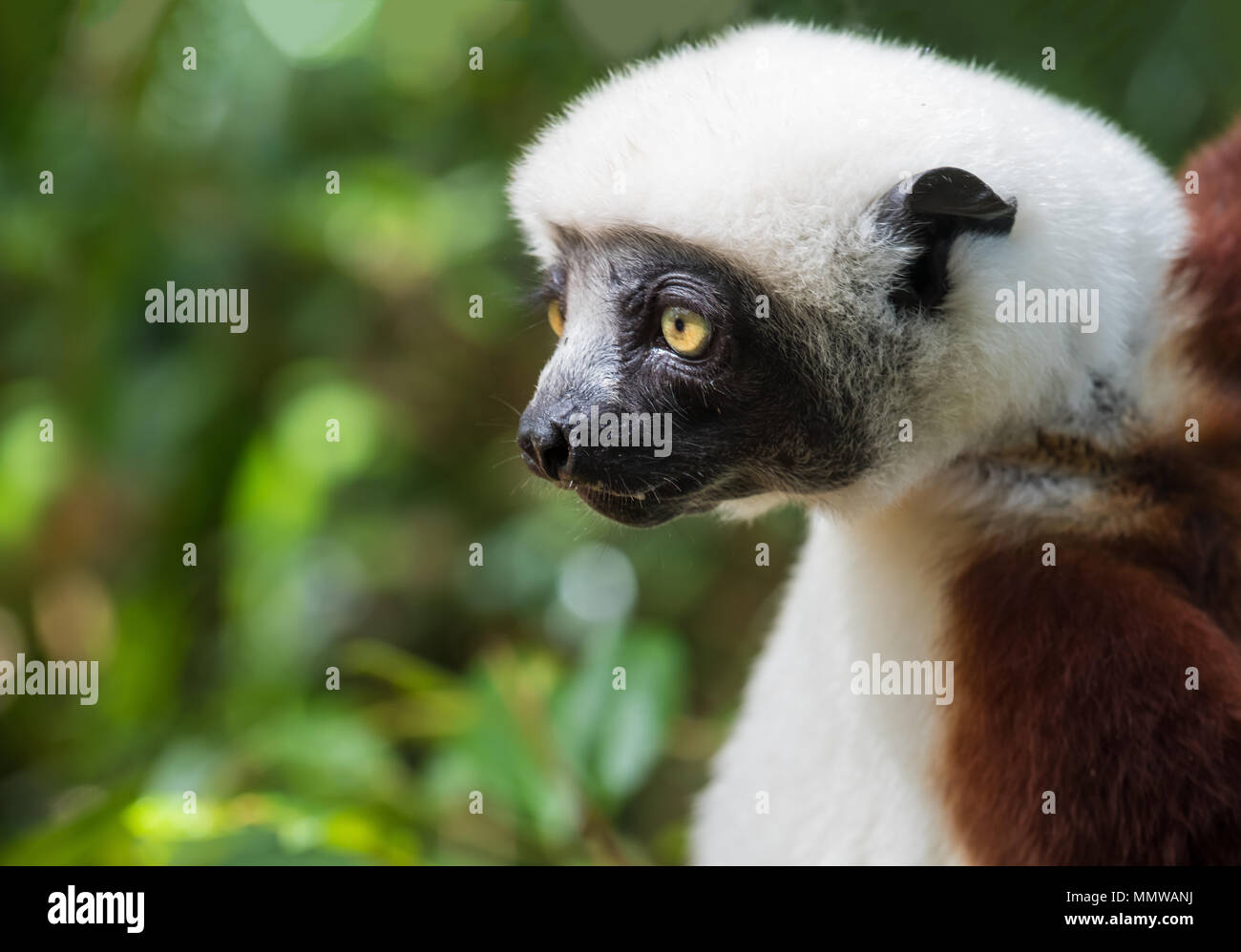 Sifaka, un grand lémurien qui saute d'arbre en arbre en position ...