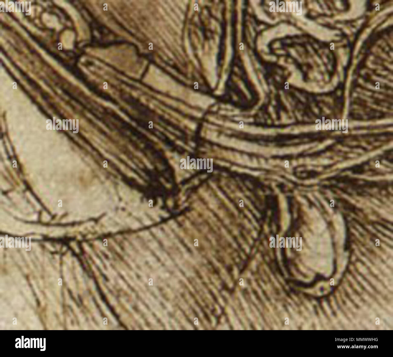 Deutsch : Anatomische Studie : Koitus English : le coït d'un Hemisected ...