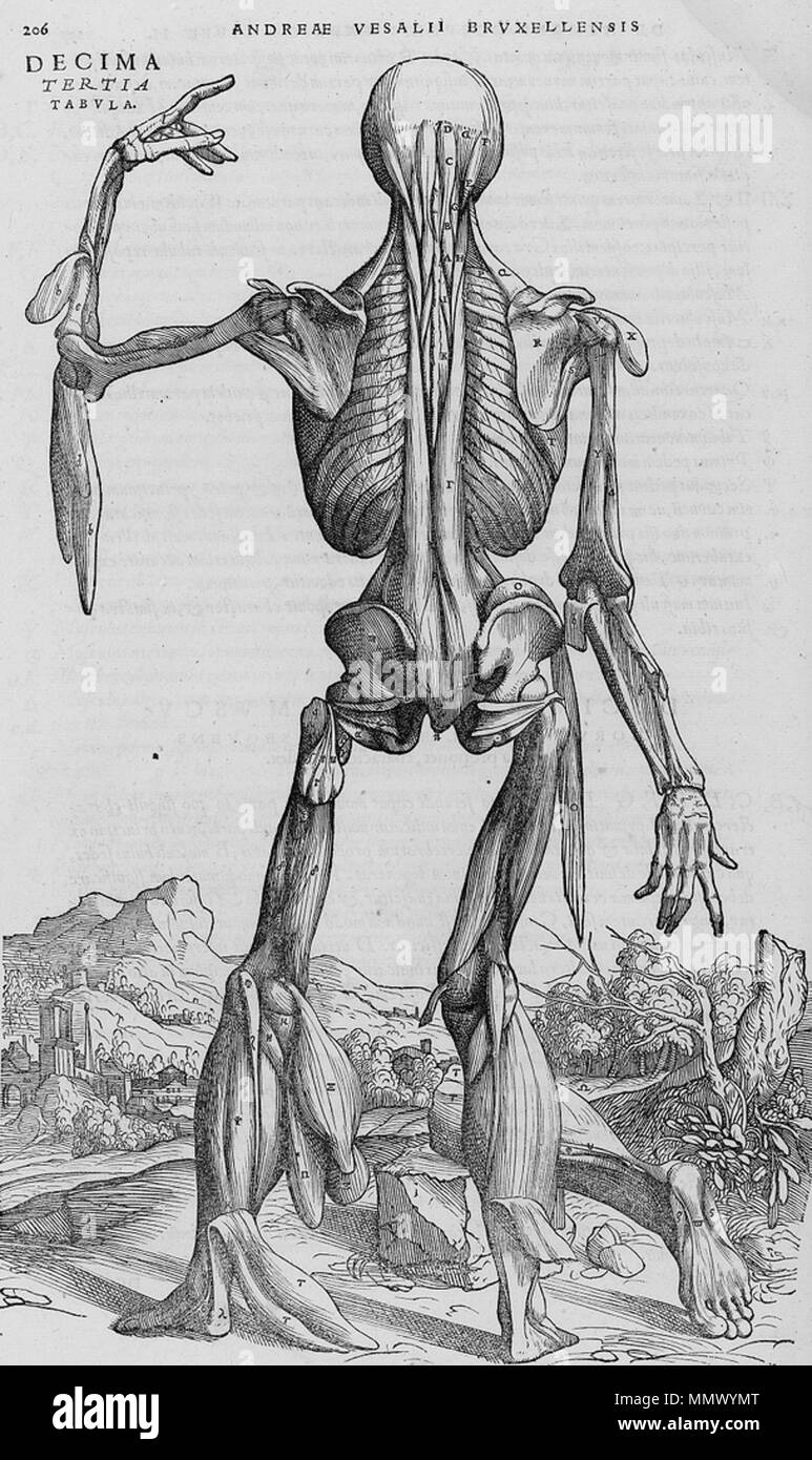 Andreas vesalius anatomiste flamand date Banque d'images noir et blanc ...