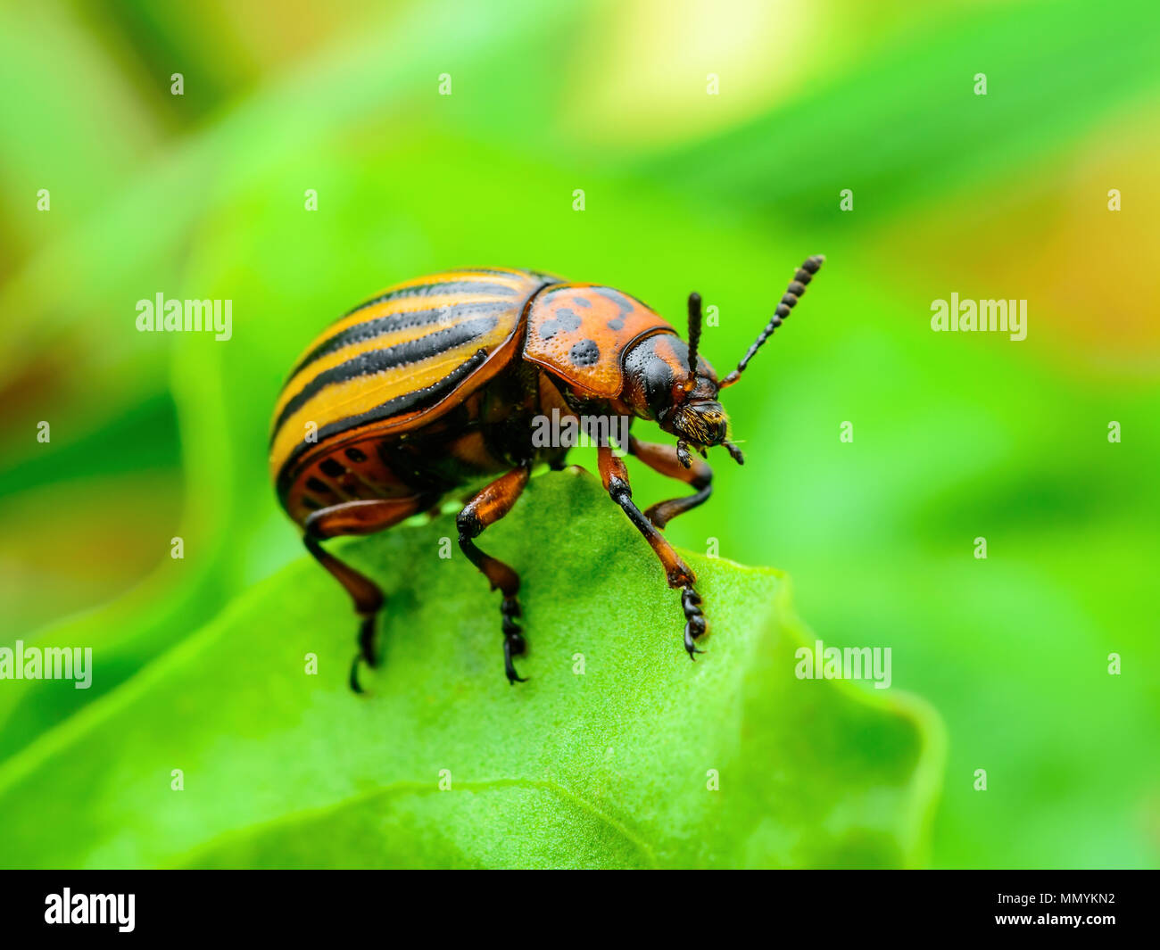 Doryphore polyclète Banque de photographies et d’images à haute ...