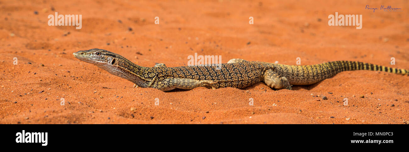Lizard uluru ayers rock australia Banque de photographies et d’images à ...
