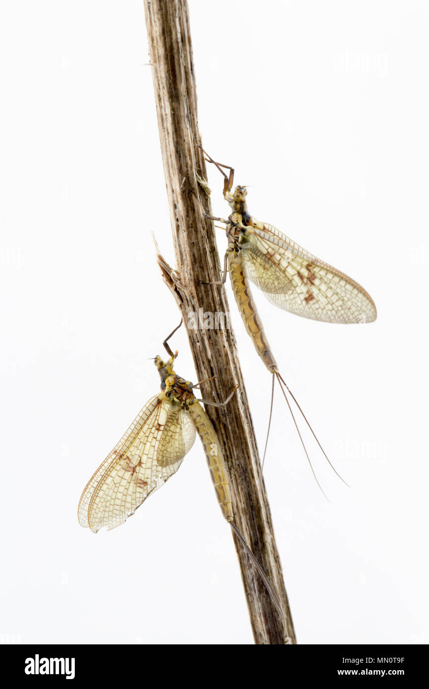 Uk mayflies Banque de photographies et d’images à haute résolution - Alamy