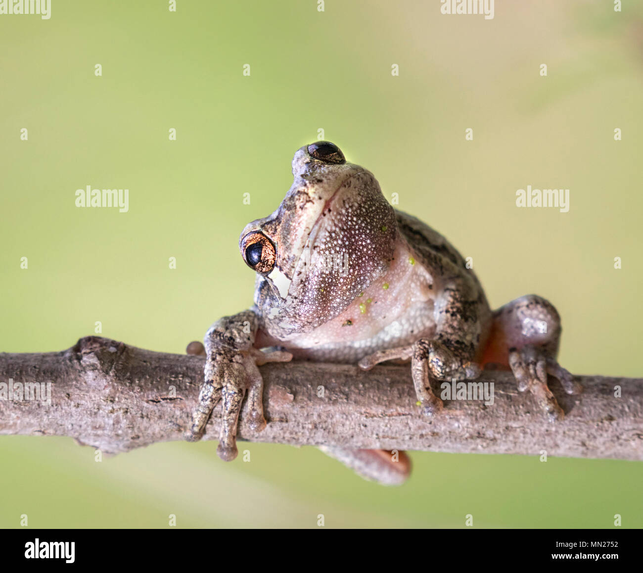 Hyla versicolor Banque de photographies et d’images à haute résolution ...