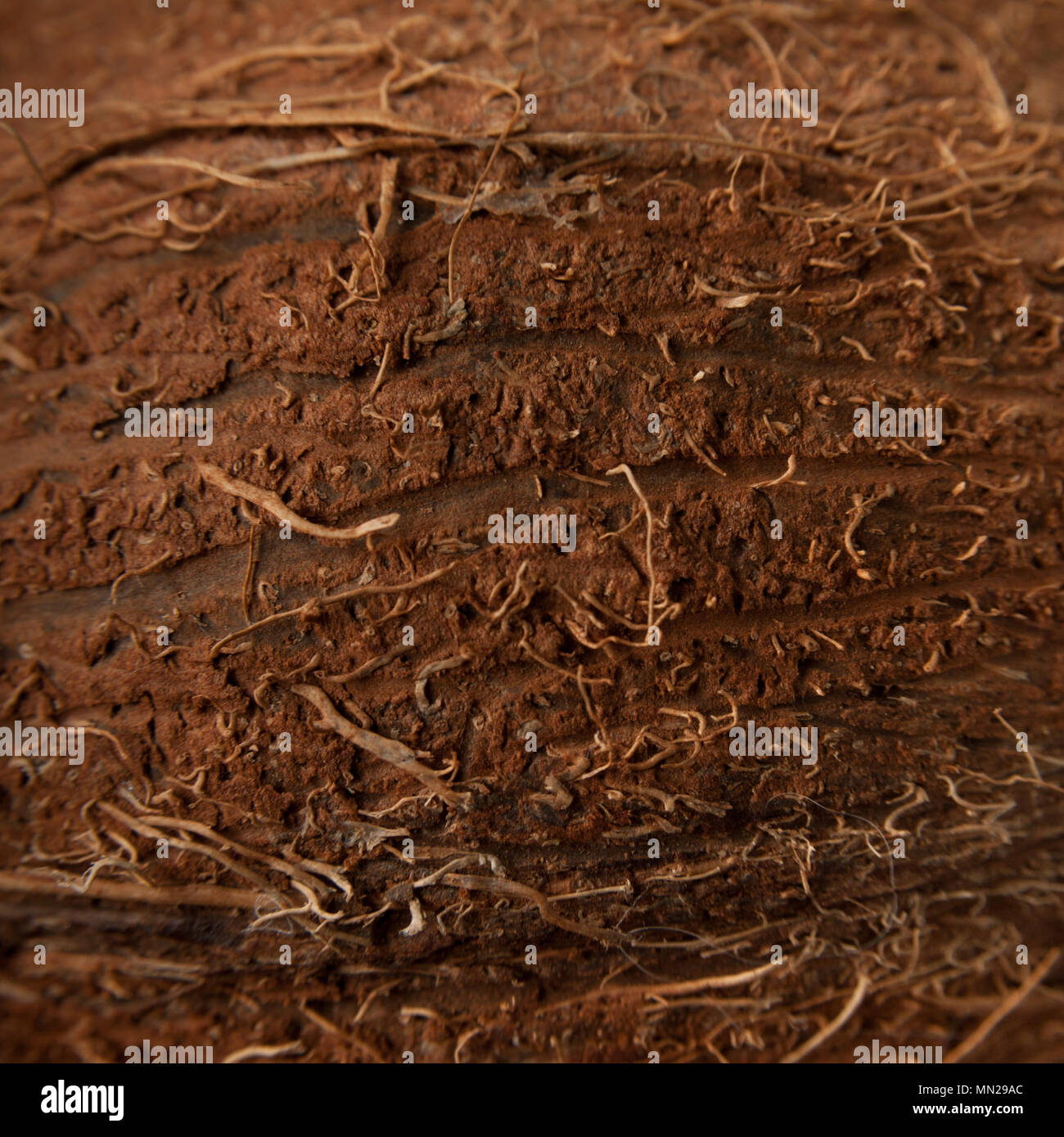 Coconut fibers Banque de photographies et d’images à haute résolution ...