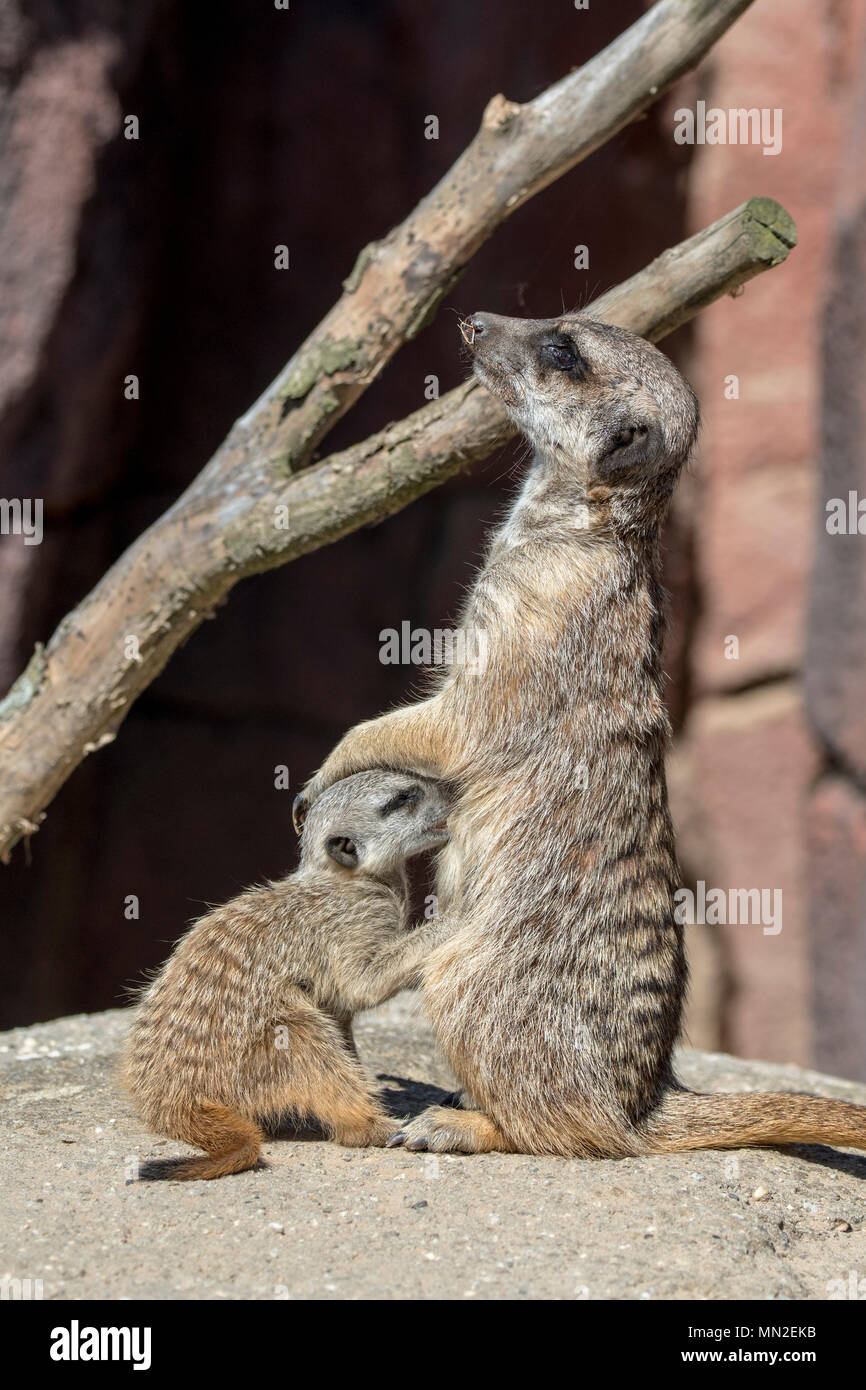 Bébé suricate Banque de photographies et d’images à haute résolution ...