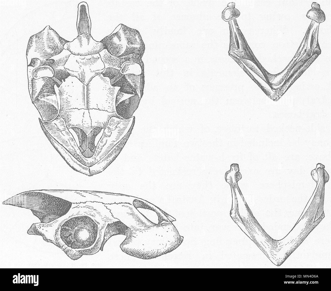 Tortoise skull Banque de photographies et d’images à haute résolution ...