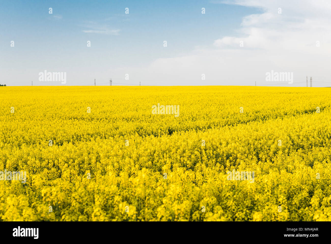 Champ de colza sans fin. Champ de colza. Champs de colza jaune et bleu ...