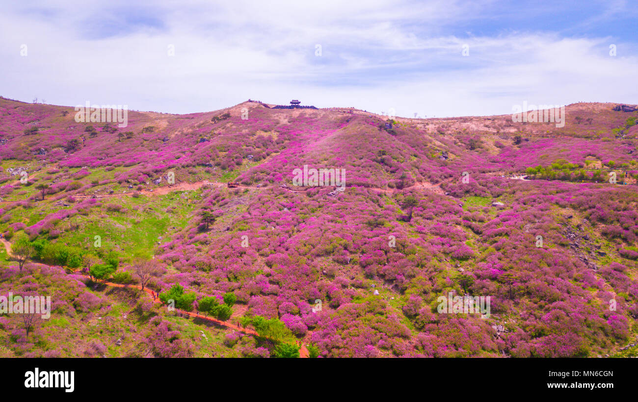 Belle fleur à Hwangmaesan Azalea royale dans la montagne Hapcheon ville ...