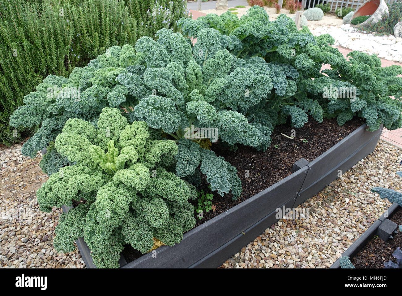 Feuilles de chou en croissance ou borecole Banque de photographies et d ...