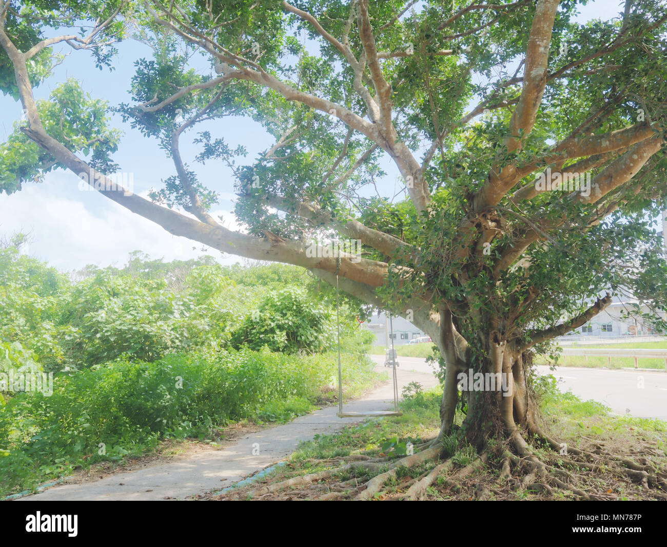 Ficus retusa tree Banque de photographies et d’images à haute ...