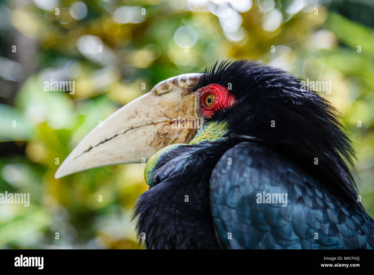 Portrait de calao femelle Banque de photographies et d’images à haute ...