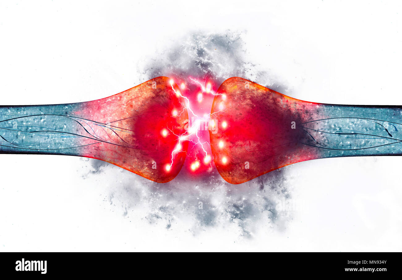 Synapse est une structure qui permet à un neurone (cellule nerveuse) ou ...