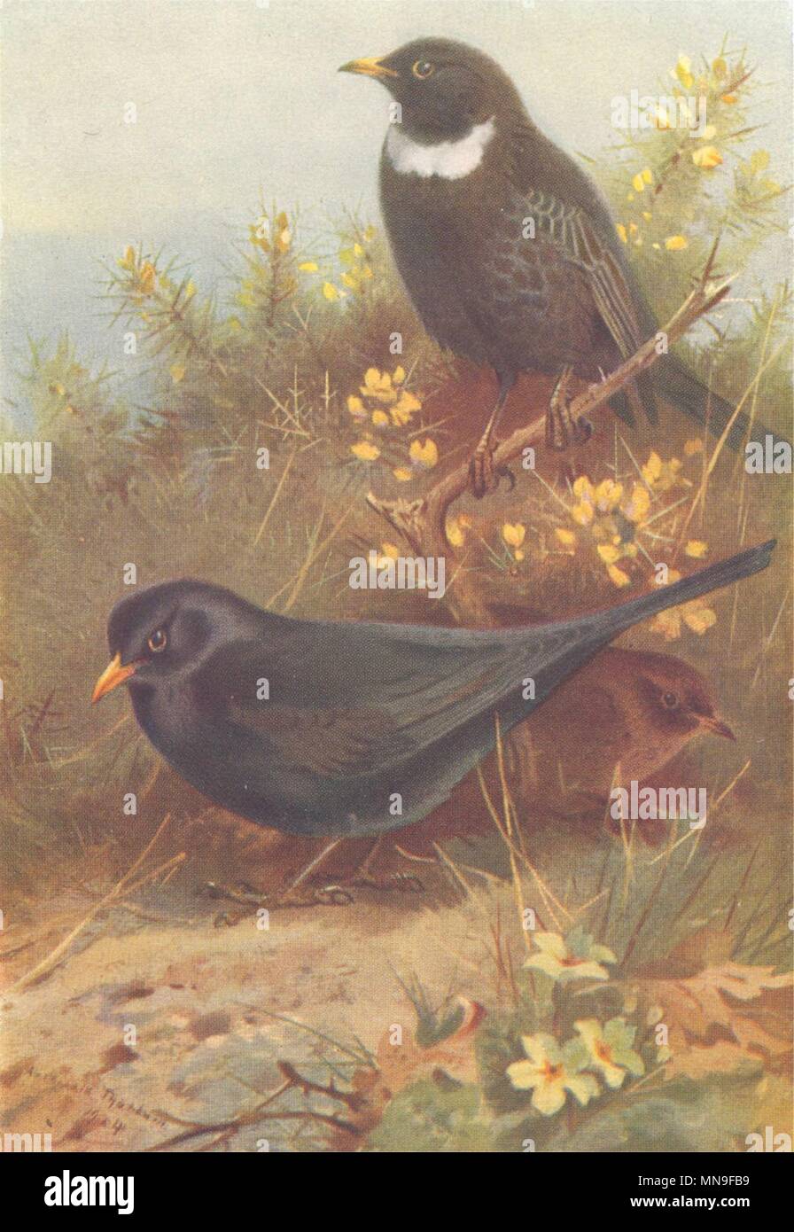 Merle male et femelle Banque de photographies et d’images à haute ...