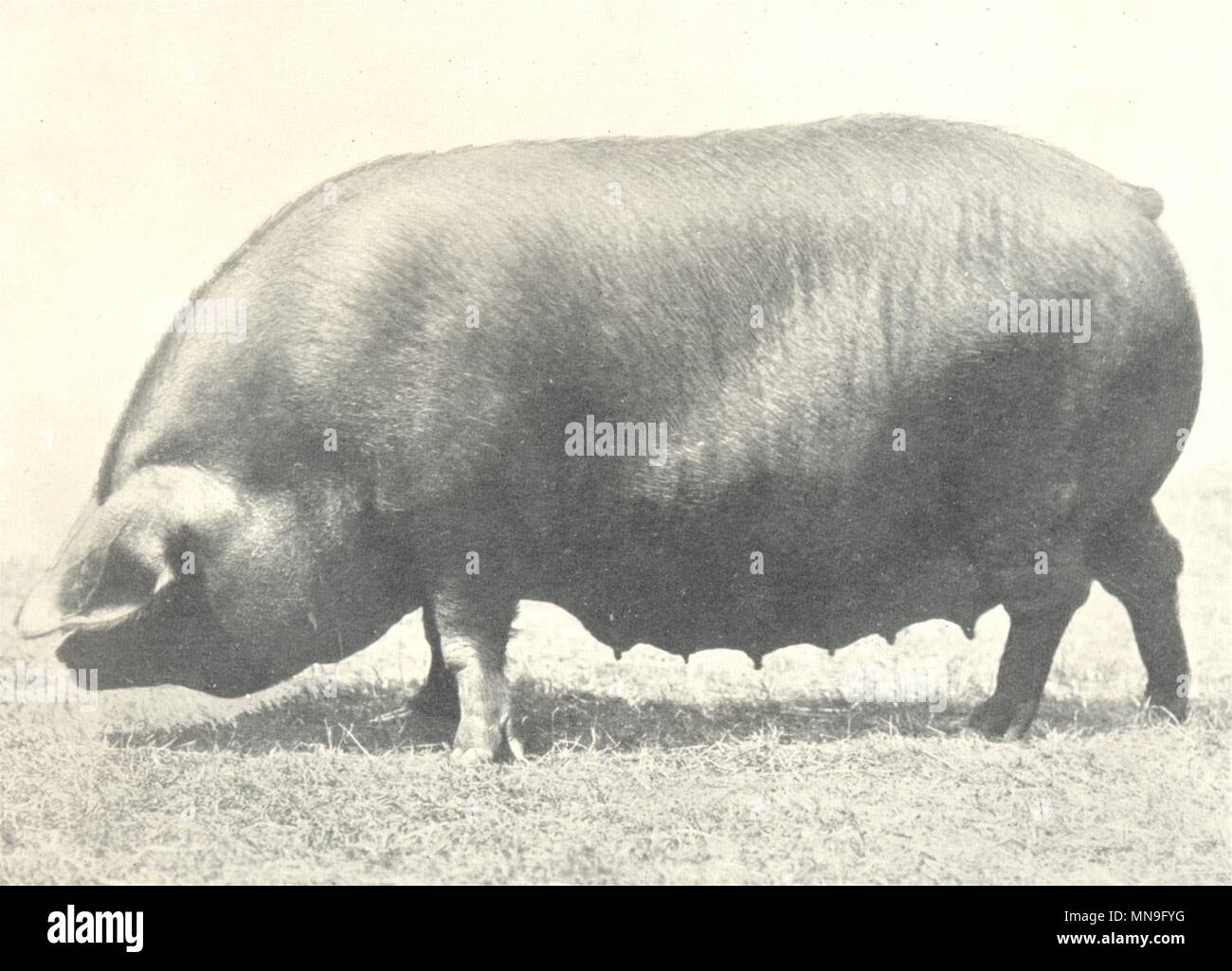 Les porcs. Truie noire-'Hasketon Long Lady', gagnant de la coupe rase à ...