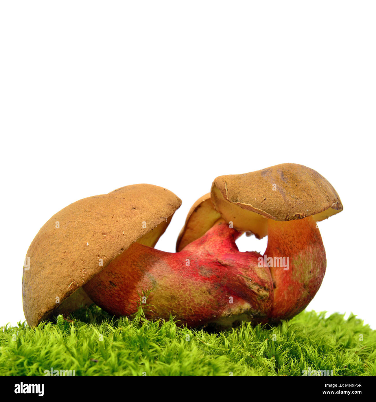 Bolet amer Banque de photographies et d’images à haute résolution - Alamy