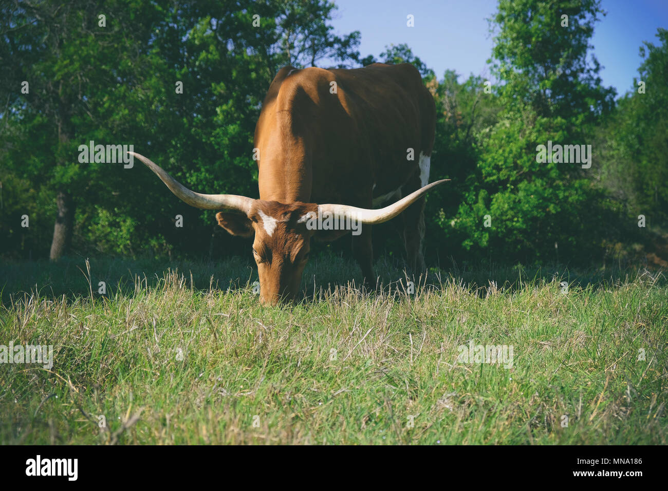 Grande vache Texas Longhorn en pâturage de la ferme avec de l'herbe d ...