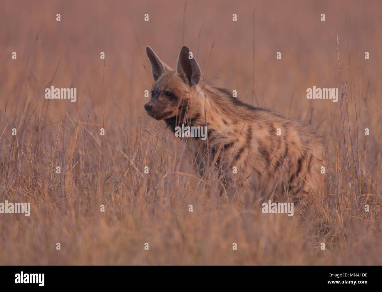 Hyène rayé Banque de photographies et d’images à haute résolution ...