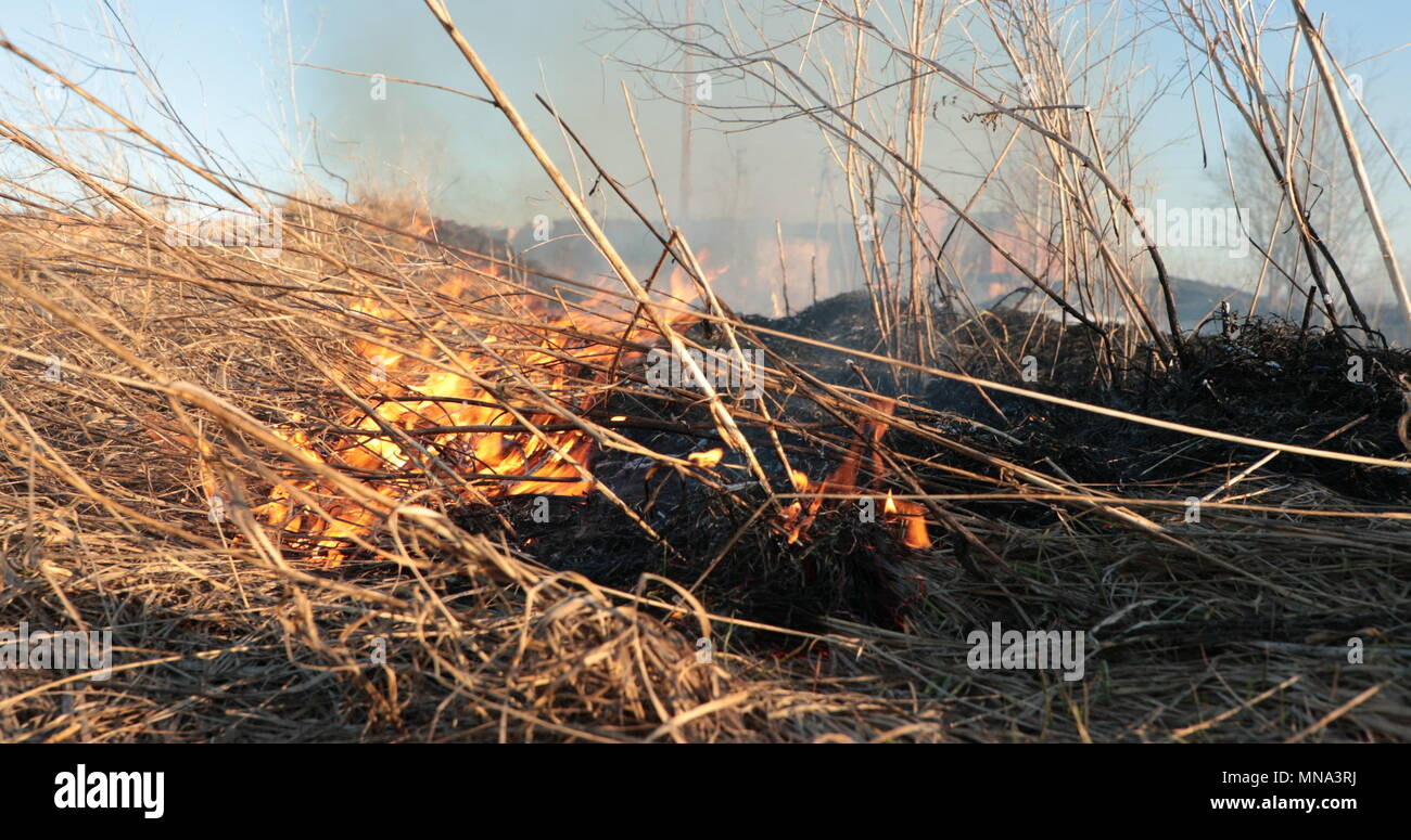 Langue seche Banque de photographies et d’images à haute résolution - Alamy