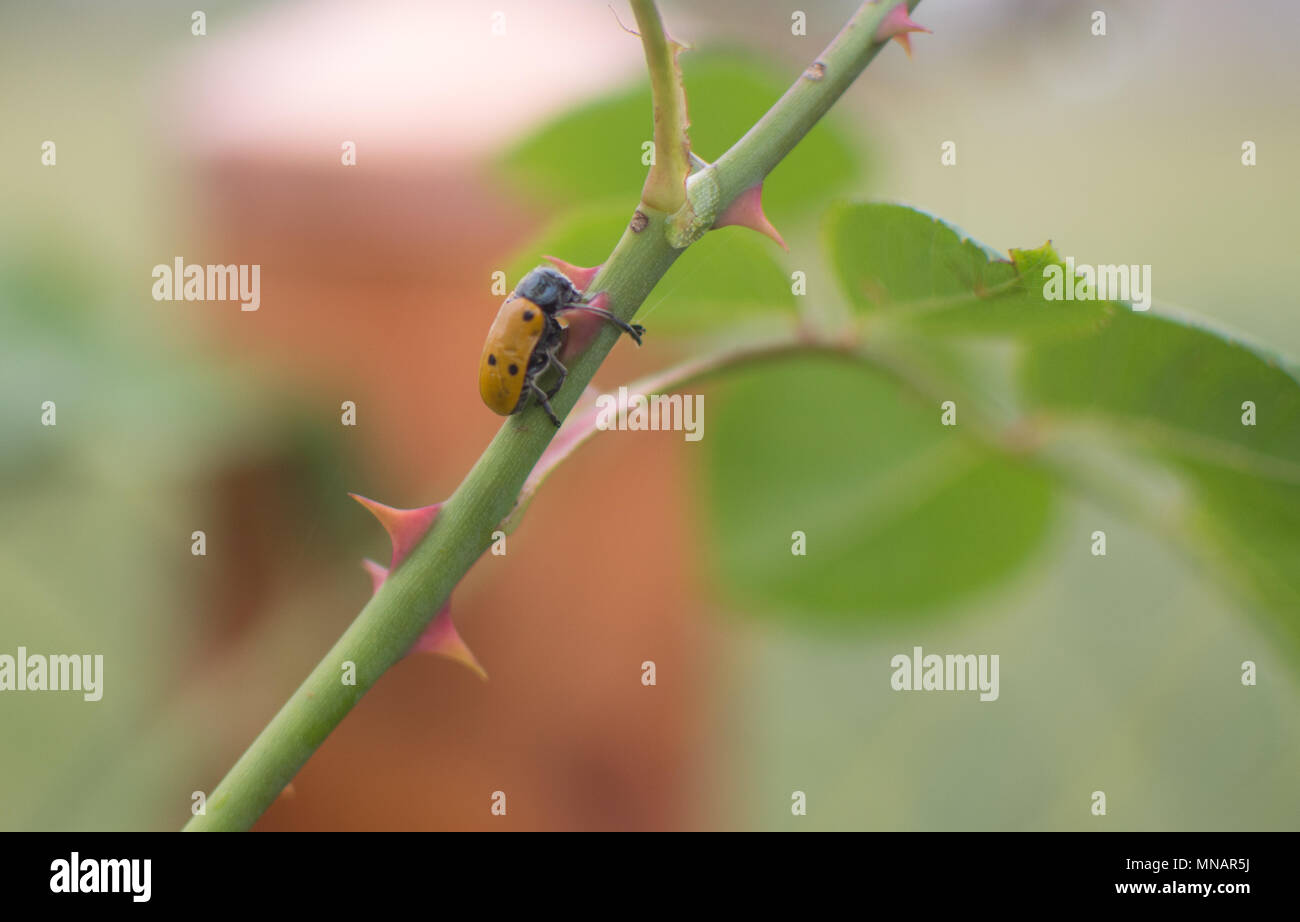Punaises de jardin Banque de photographies et d’images à haute ...