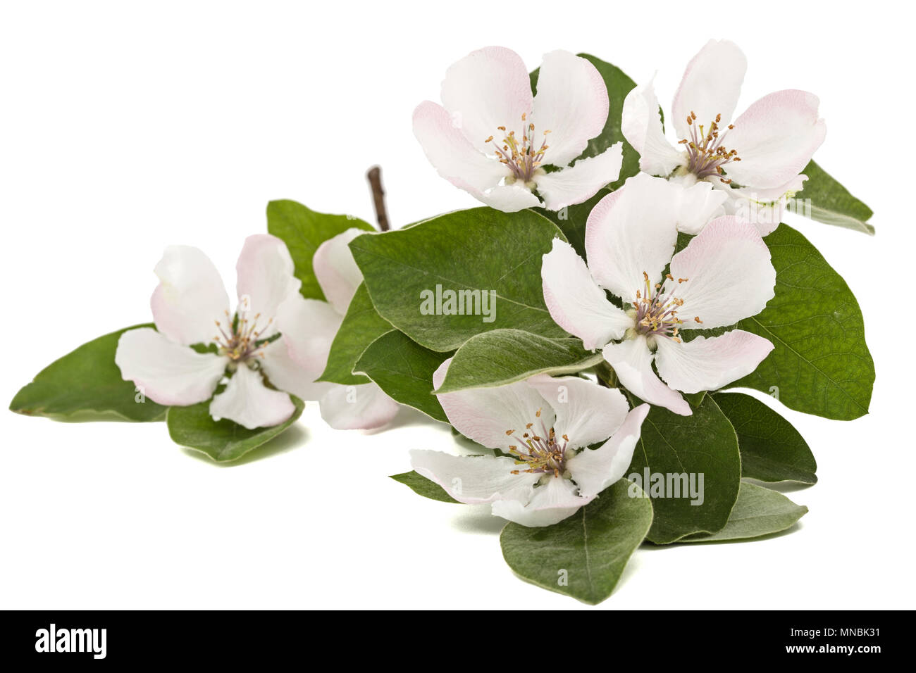 Feuille de coing Banque d'images détourées - Alamy