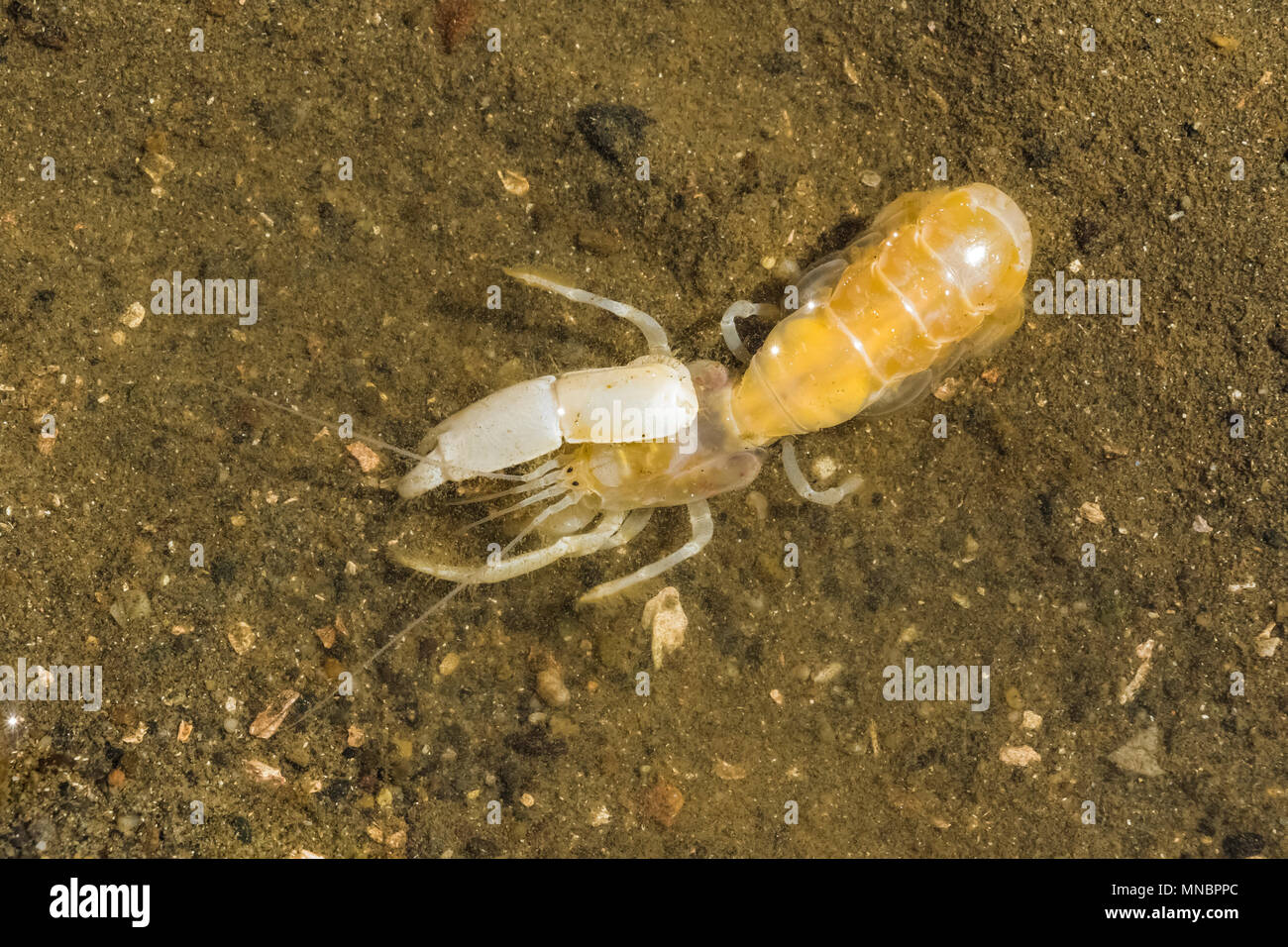 Crevette fantôme, Neotrypaea californiensis, anciennement Callianassa ...