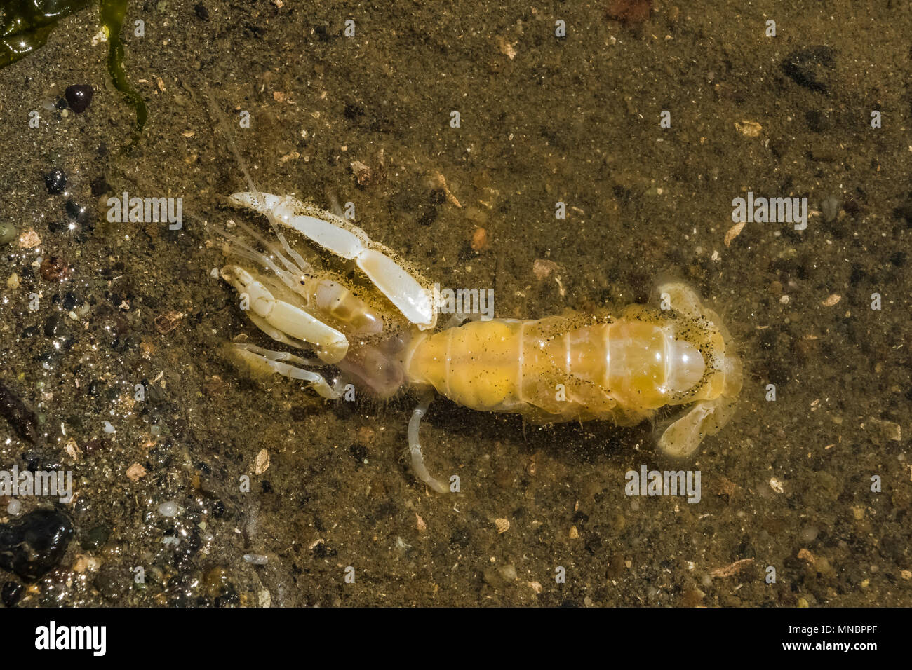 Neotrypaea californiensis Banque de photographies et d’images à haute ...
