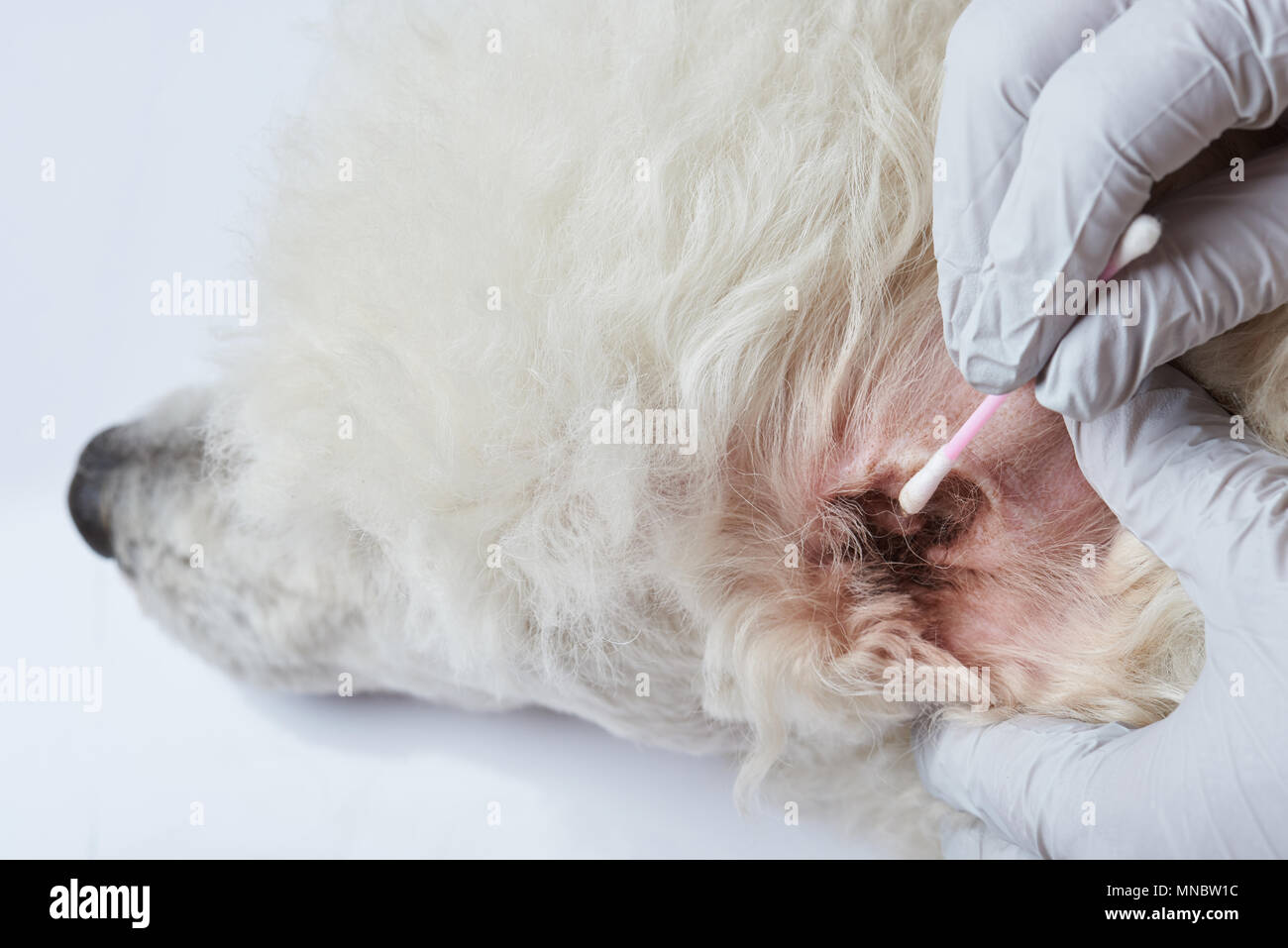 Ear infection Banque de photographies et d’images à haute résolution ...