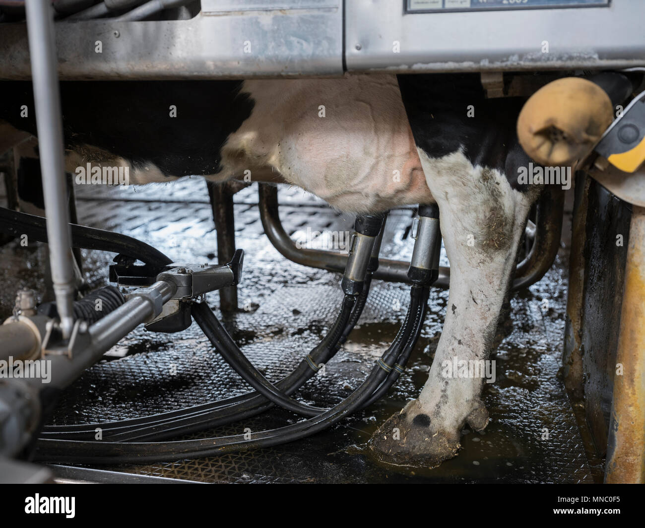 La vache Holstein noir et blanc traites par robot de traite Photo Stock ...