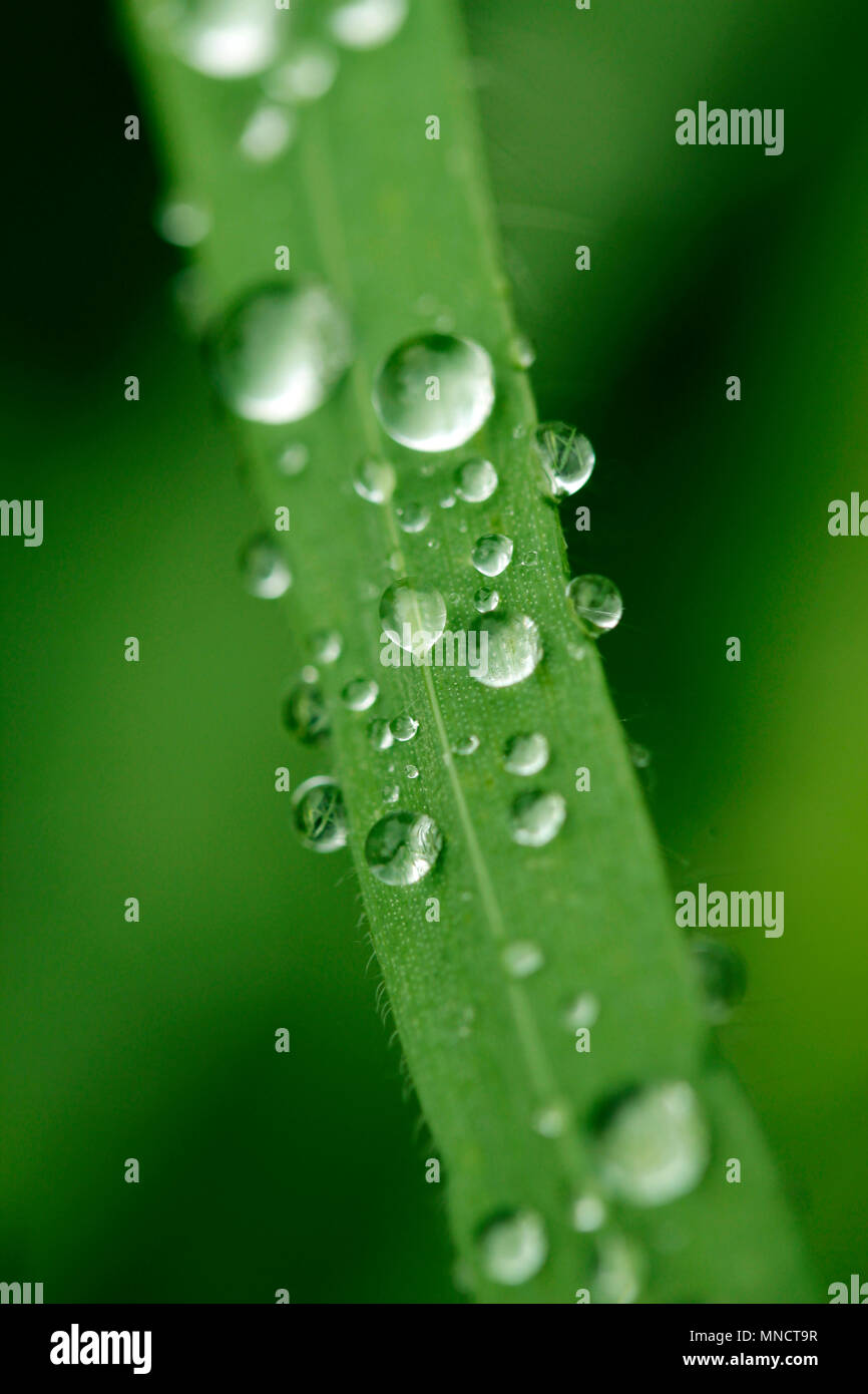 Feuille de blé Banque de photographies et d’images à haute résolution ...