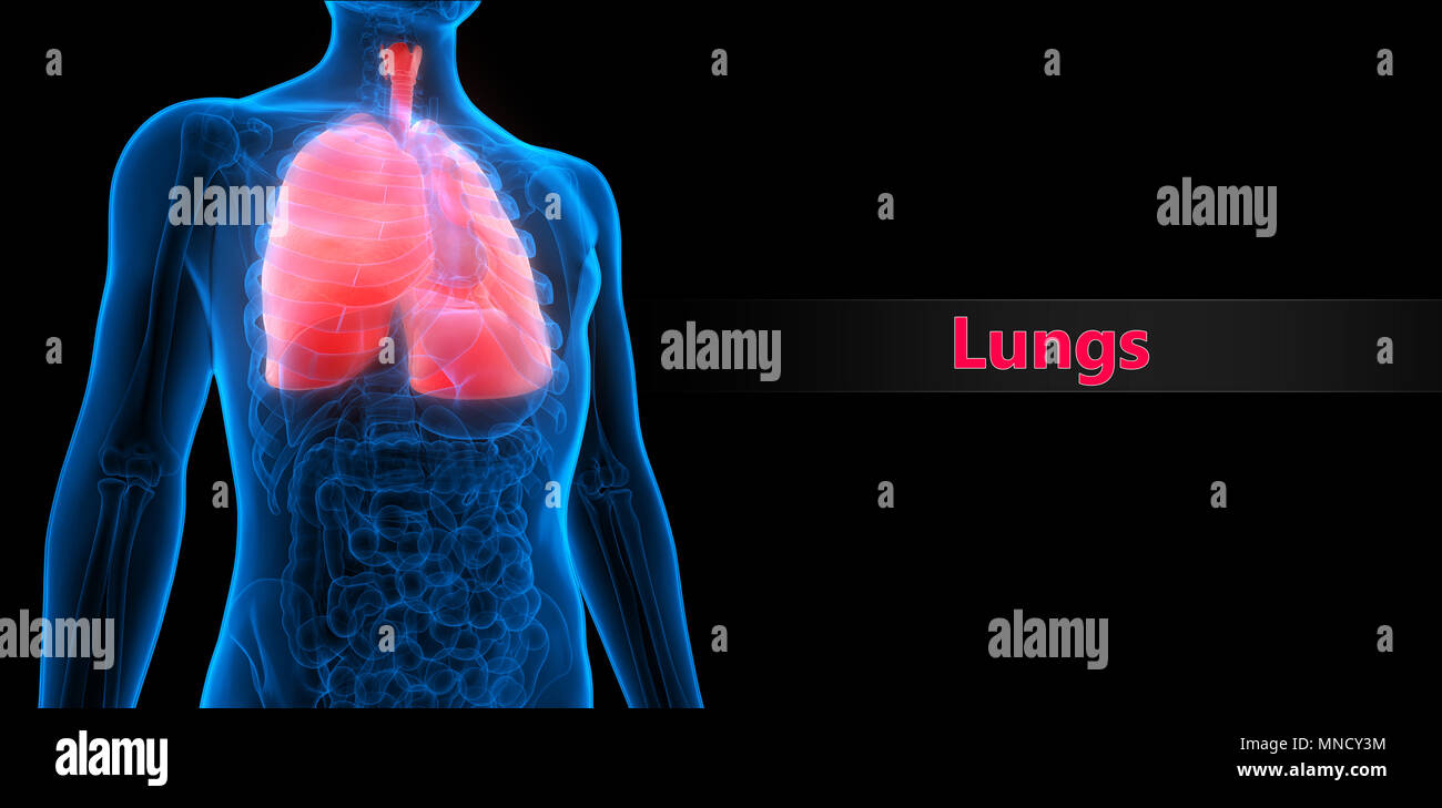 Anatomie du système respiratoire humain Photo Stock - Alamy