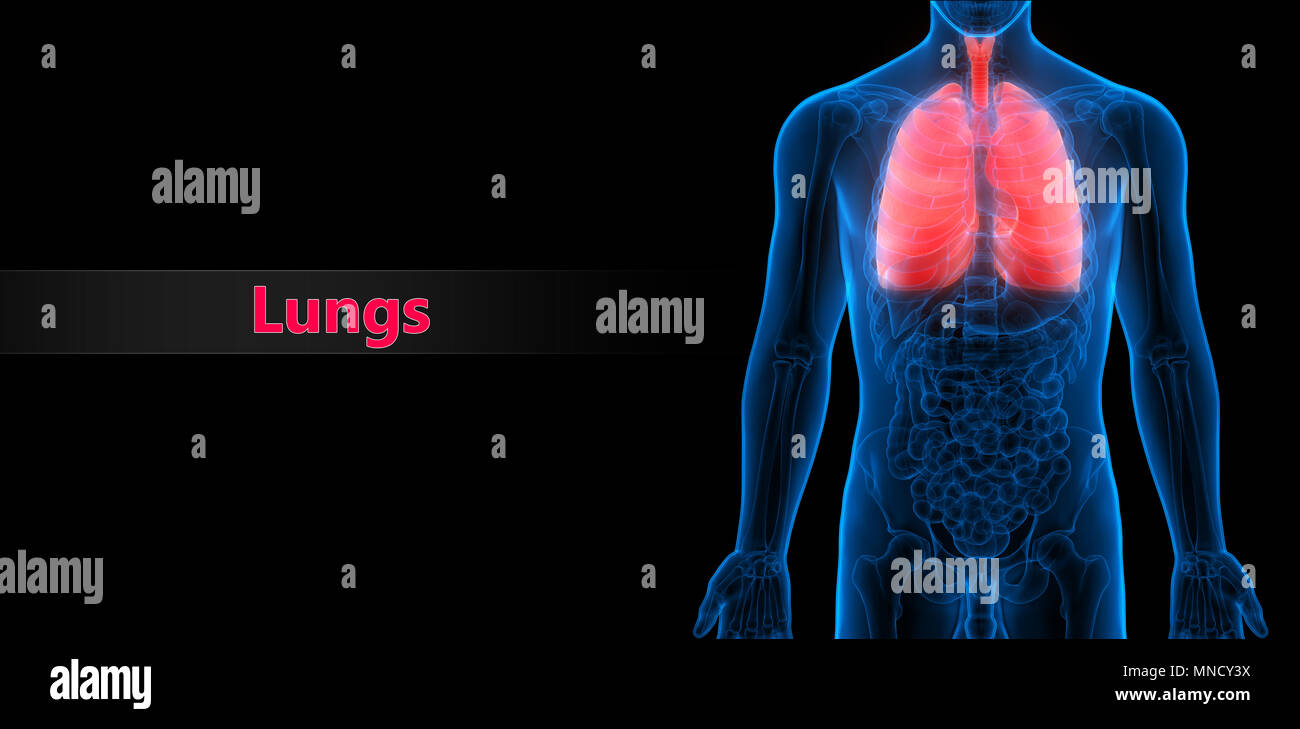 Anatomie du système respiratoire humain Photo Stock - Alamy