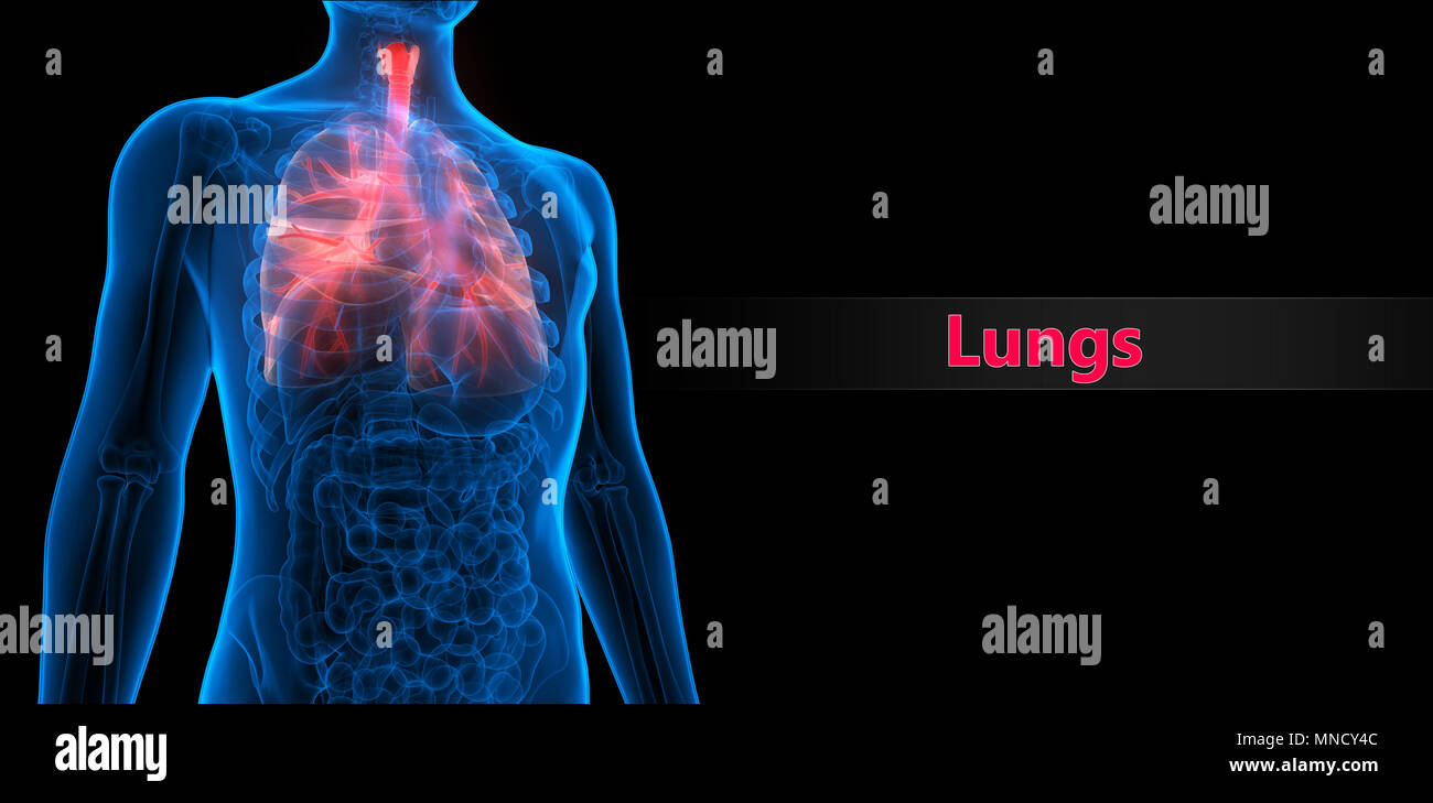 Anatomie du système respiratoire humain Photo Stock - Alamy