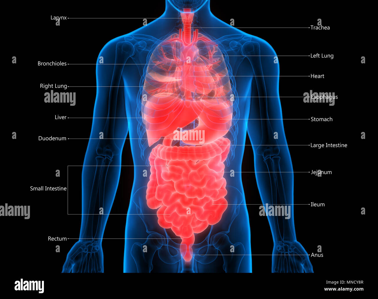 Diagramme Des Organes Du Corps Humain Combien D'organes Le Corps