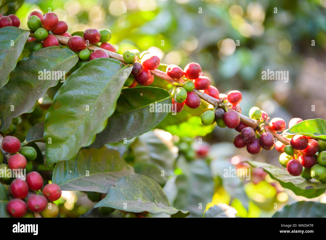 Les grains de café rouge sur un arbre mûr et mature - grains de café ...