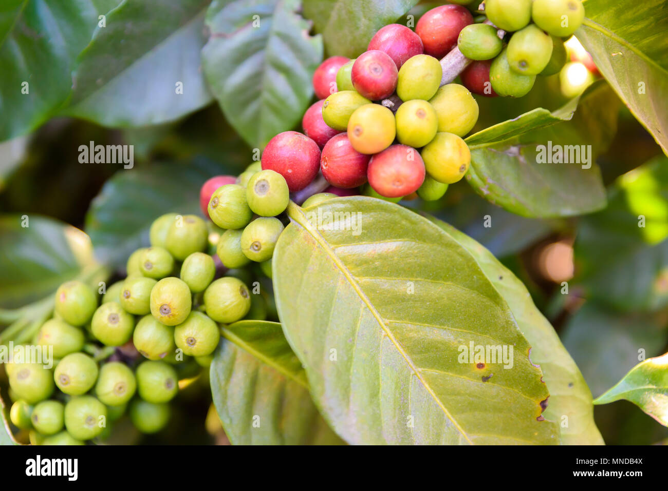 Les grains de café rouge sur un arbre mûr et mature - grains de café ...
