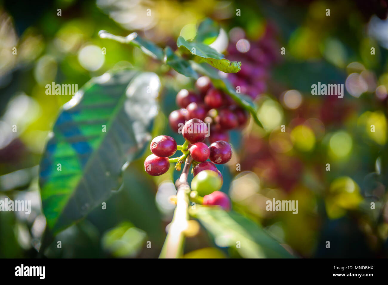 Les grains de café rouge sur un arbre mûr et mature - grains de café ...