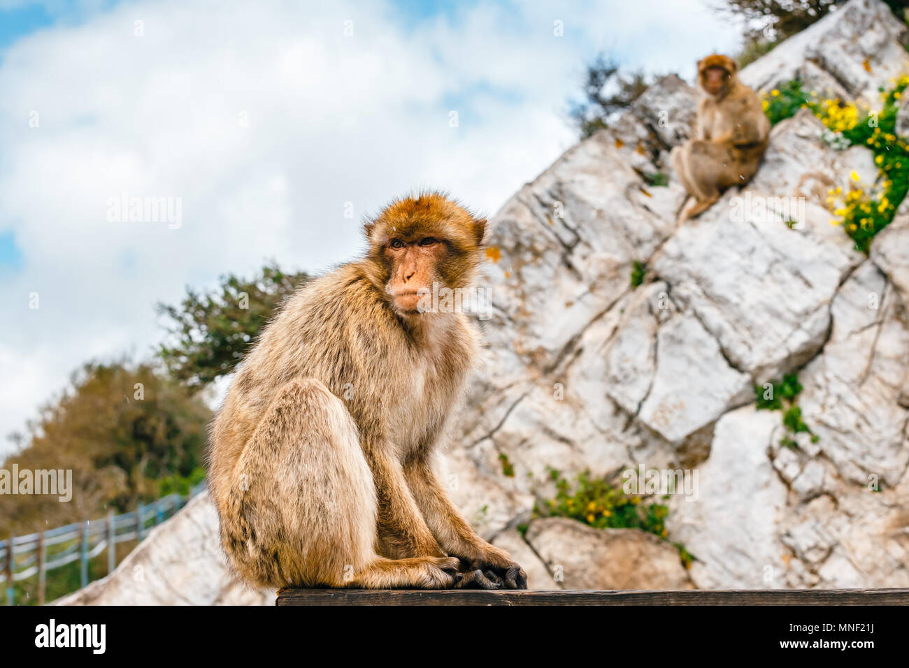 Portrait d'un macaque femelle sauvage. Macaque sont une des attractions ...
