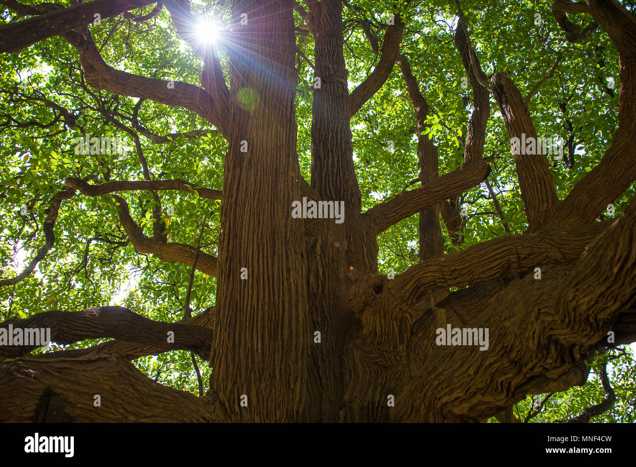 Javan géant figuier (Ficus benjamina) au Jardin botanique royal de ...