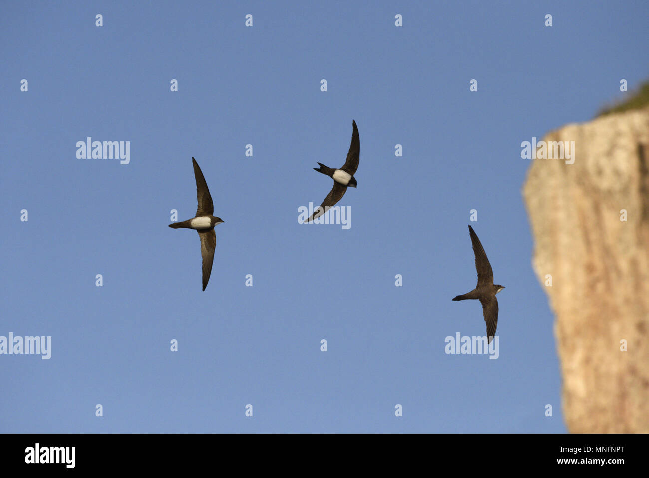 Alpine swift apus melba Banque de photographies et d’images à haute ...