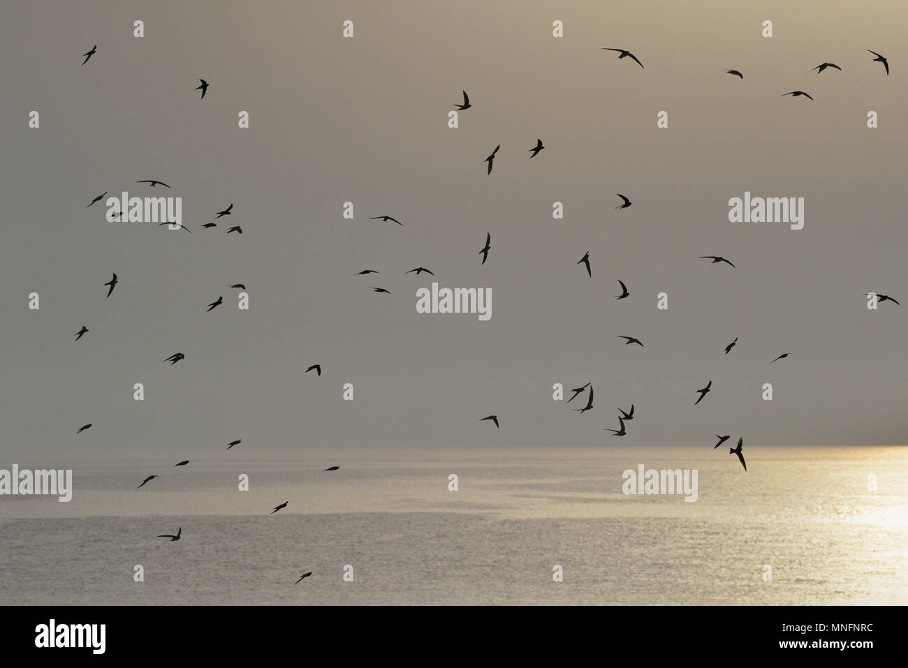 Alpine swift apus melba Banque de photographies et d’images à haute ...