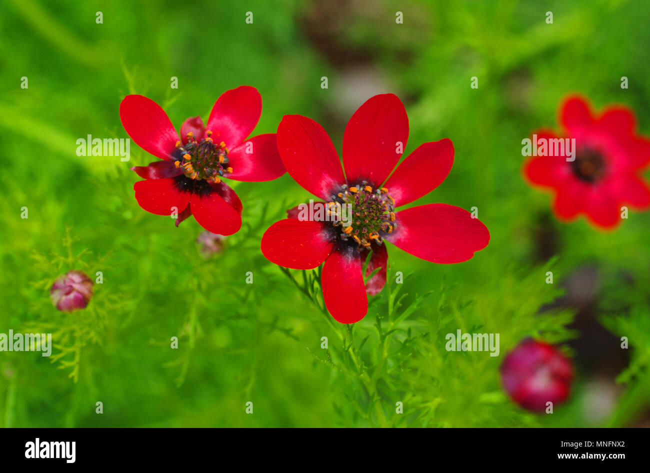 Adonis annua Banque de photographies et d’images à haute résolution - Alamy
