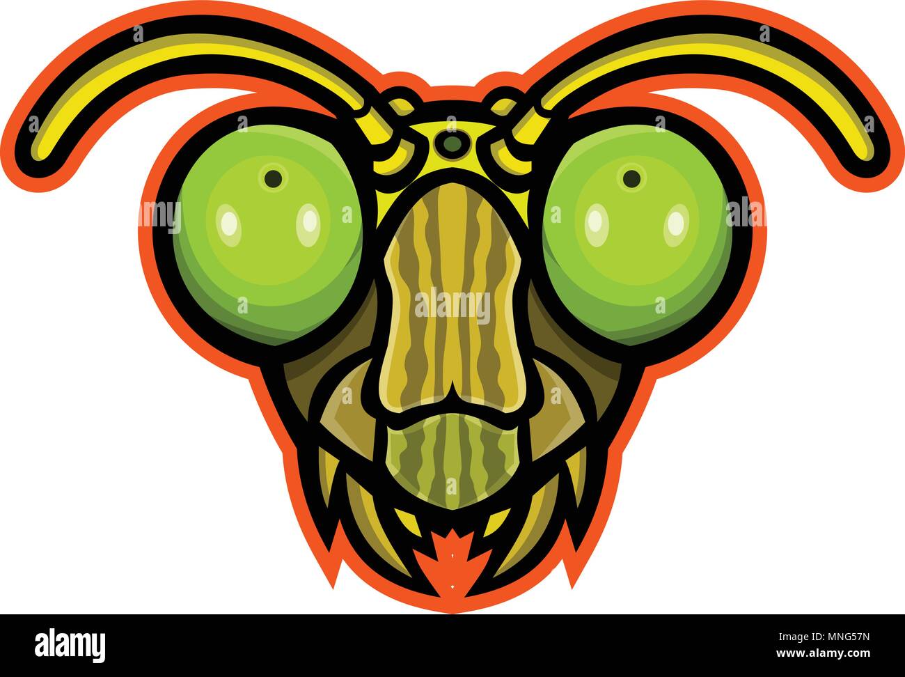 Ordre des mantis mantodea Banque d'images vectorielles - Alamy