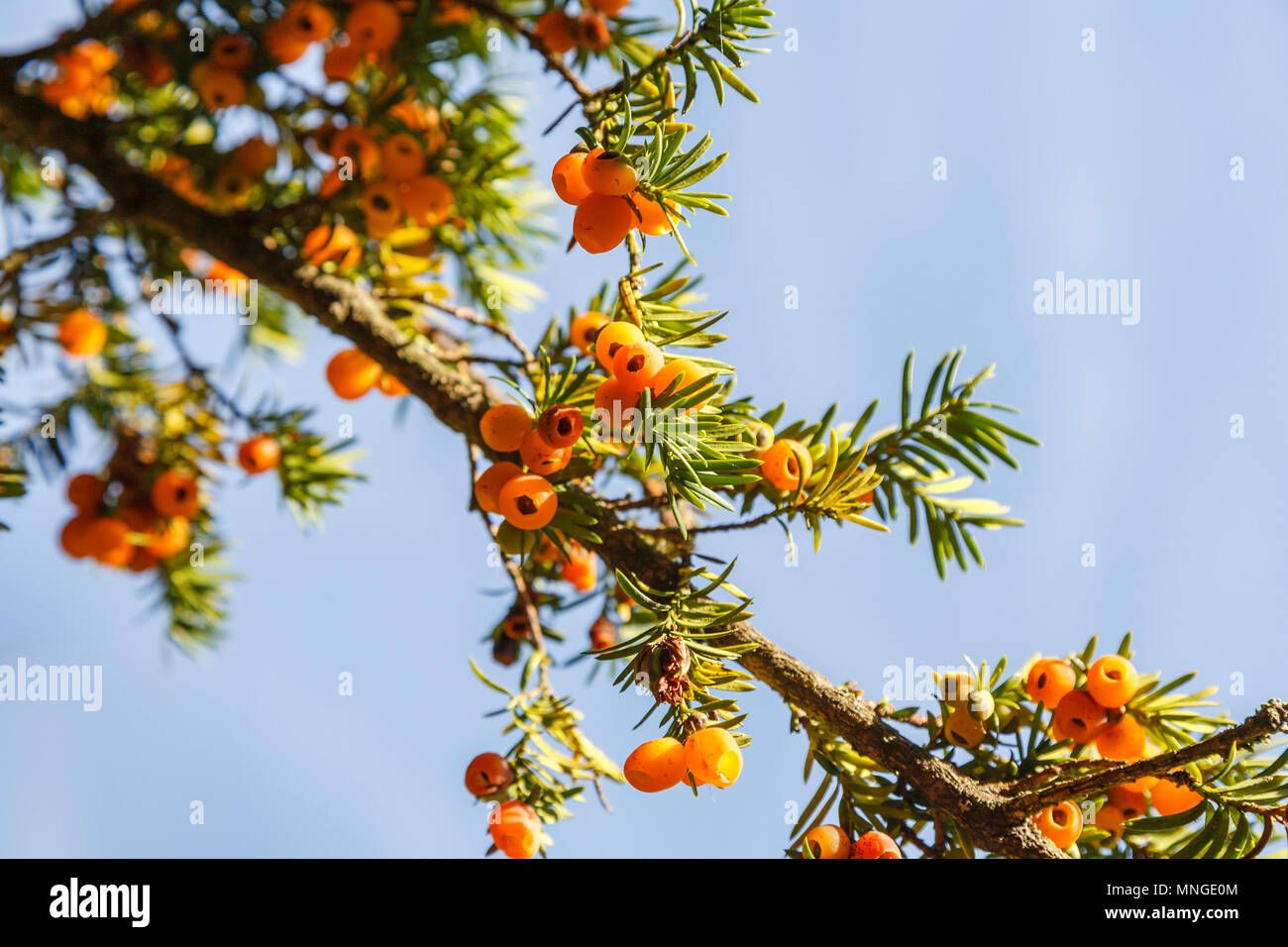 Taxus baccata lutea Banque de photographies et d’images à haute ...