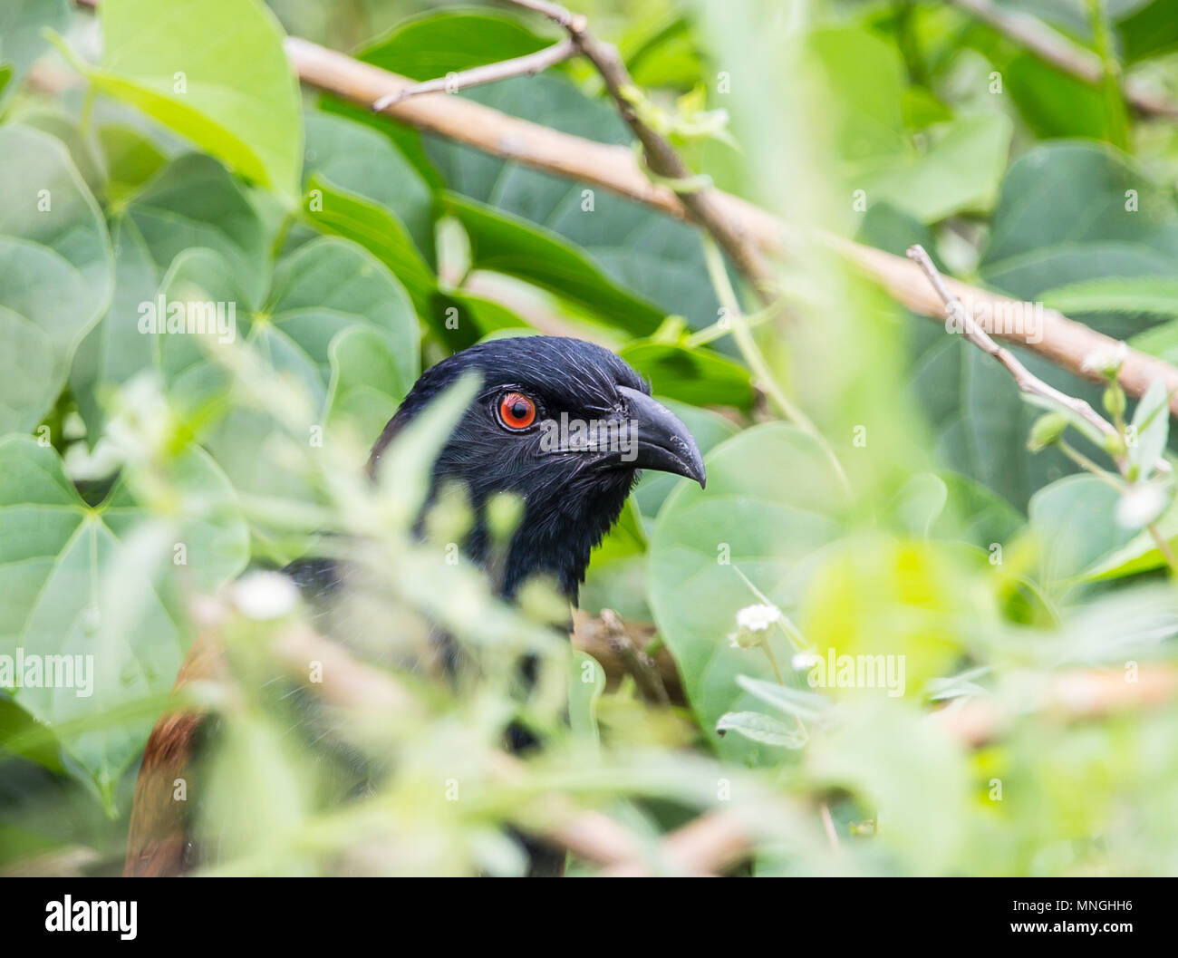 Faisans corbeau Banque de photographies et d’images à haute résolution ...