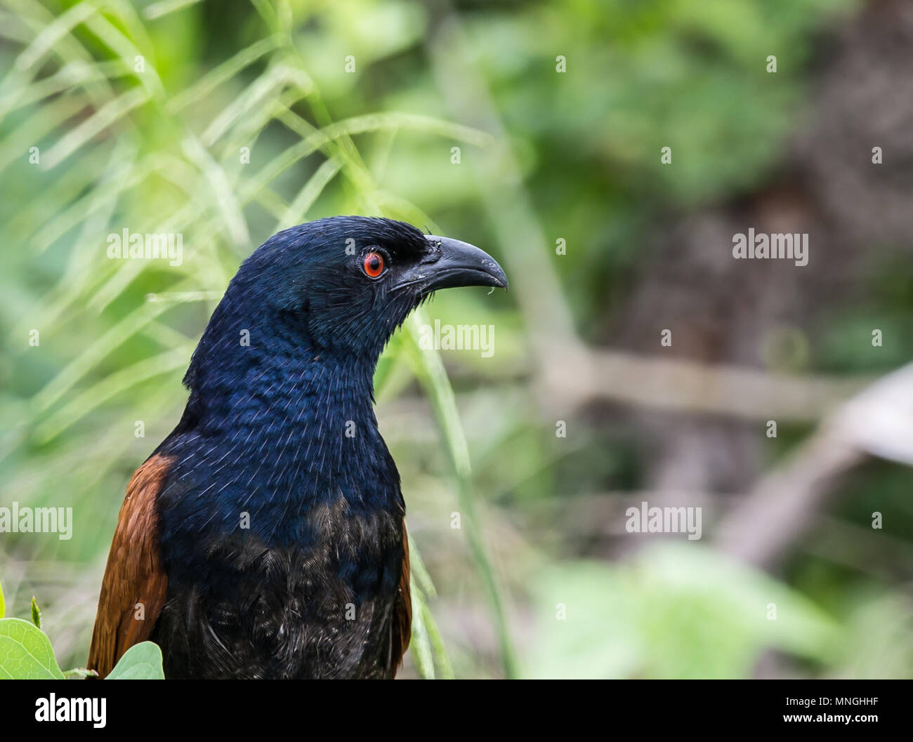 Faisans corbeau Banque de photographies et d’images à haute résolution ...