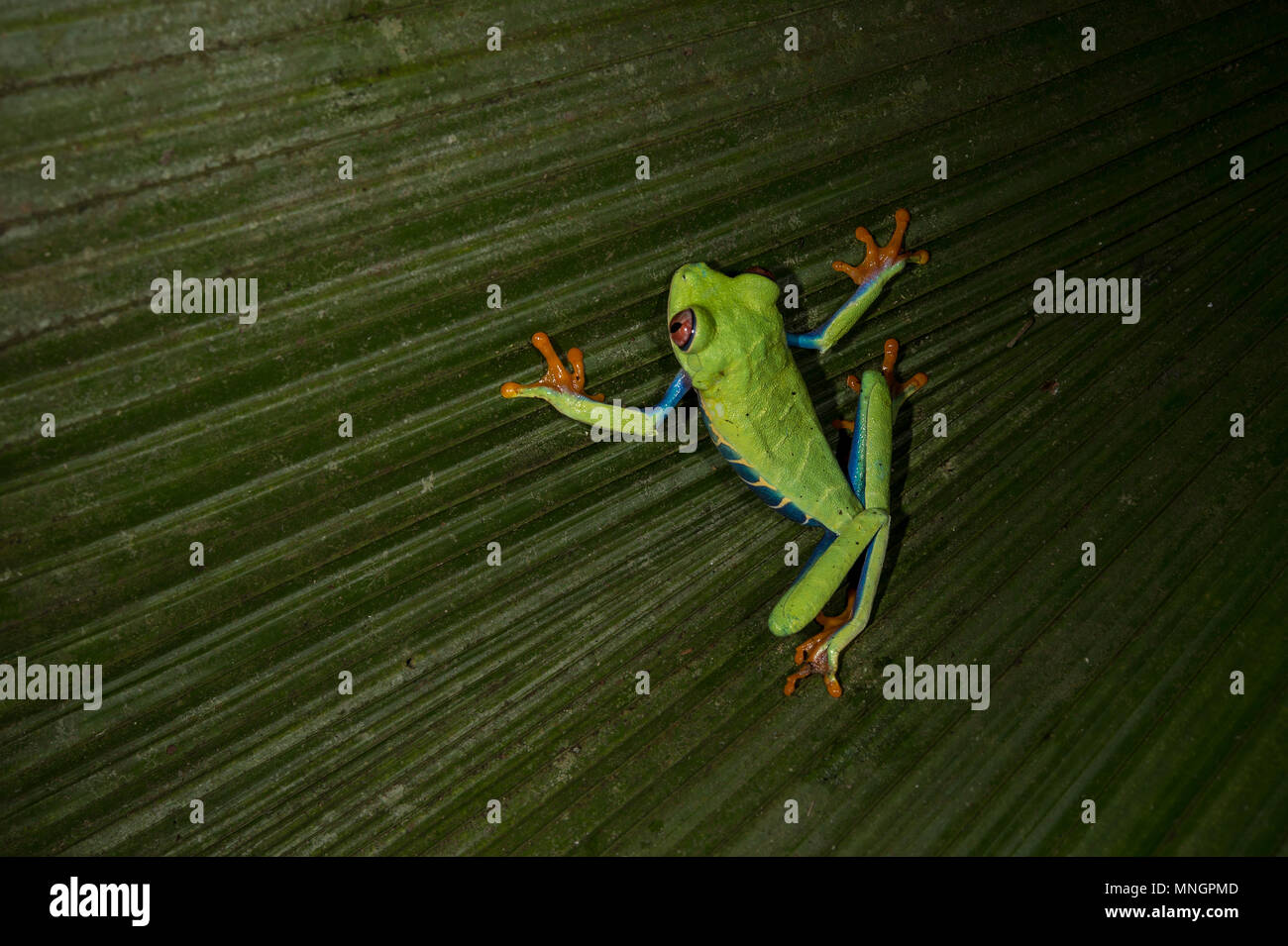 Aux Yeux De Grenouille Banque d'image et photos - Alamy