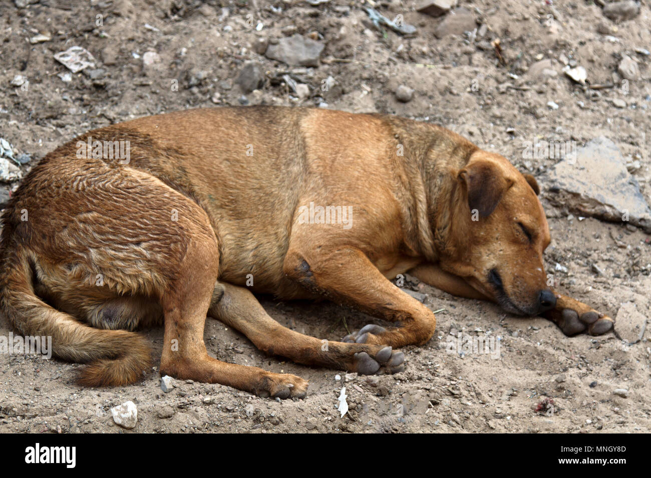Chien errant sur terre, vue d'en haut. Sauvetage et abris pour animaux ...