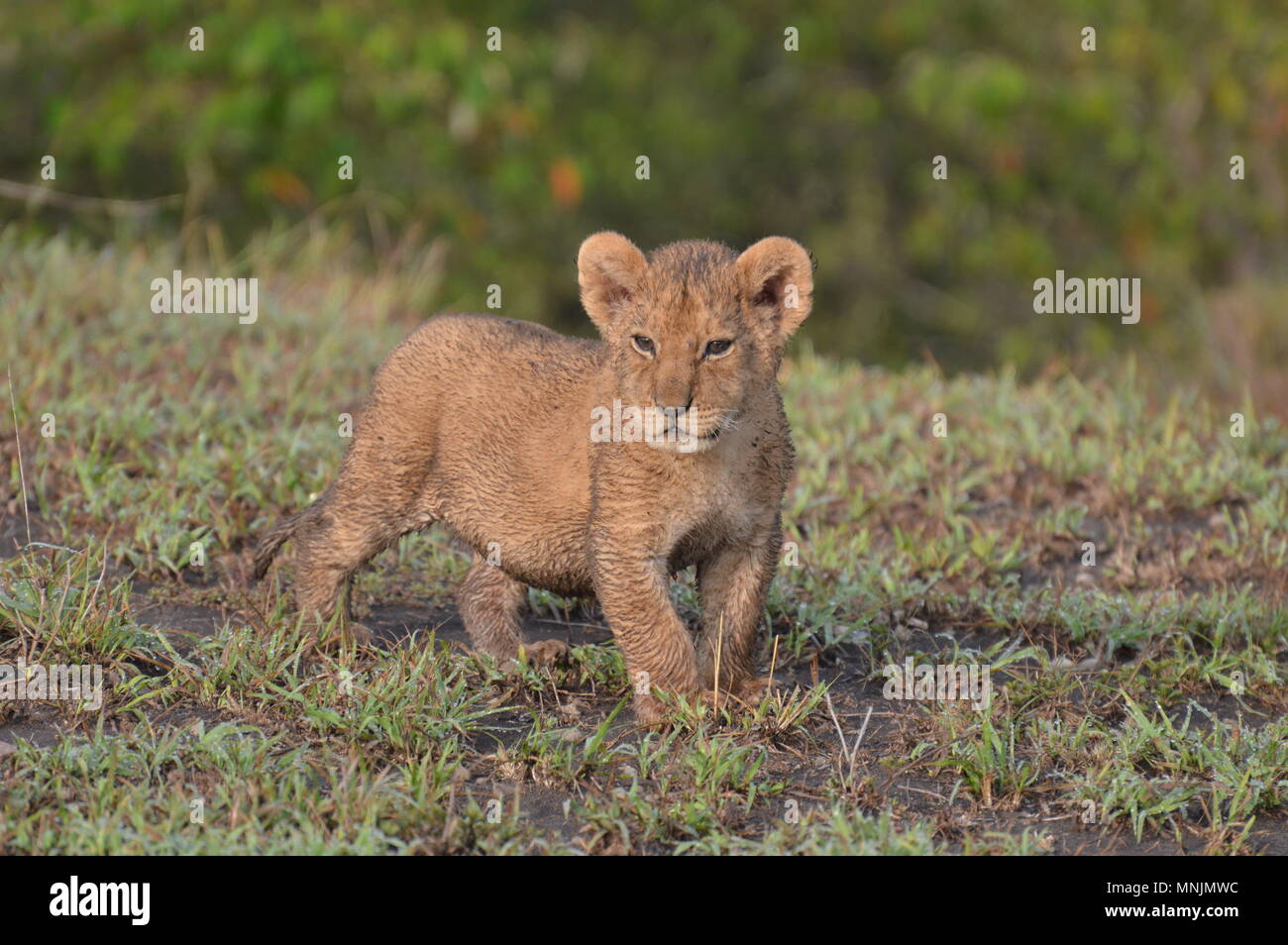 Lion baby Banque de photographies et d’images à haute résolution - Alamy